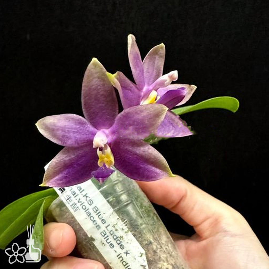 [Bare-rooted]Phal. KS Blue Ludde x violacea Blue-indigo路德狗 [Sept Preor ...