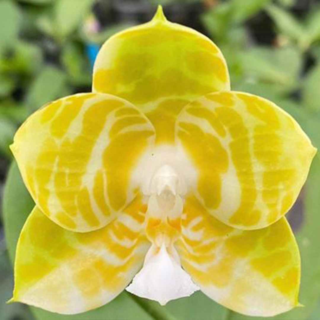 Phal . Mituo Reflex King ' Mituo flava#1' 彌陀黃反 – Orchidmart