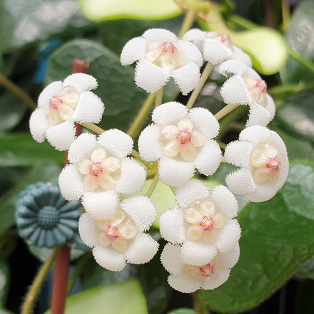 Hoya rotundiflora 方葉毬蘭 – Orchidmart