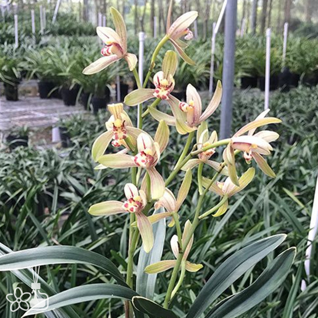 Cymbidium ensifolium “CHAN-YUE-DA-MO” 禪月達摩 – Orchidmart