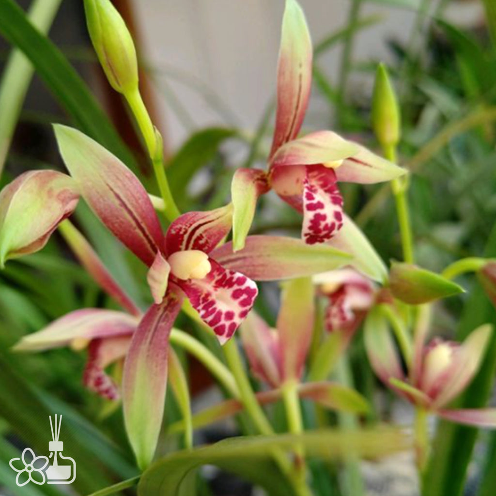 [Bare-root]Cym. ensifolium “YI-HONG-SHUANG-JIAO” 逸紅雙嬌[Oct Preorder ...