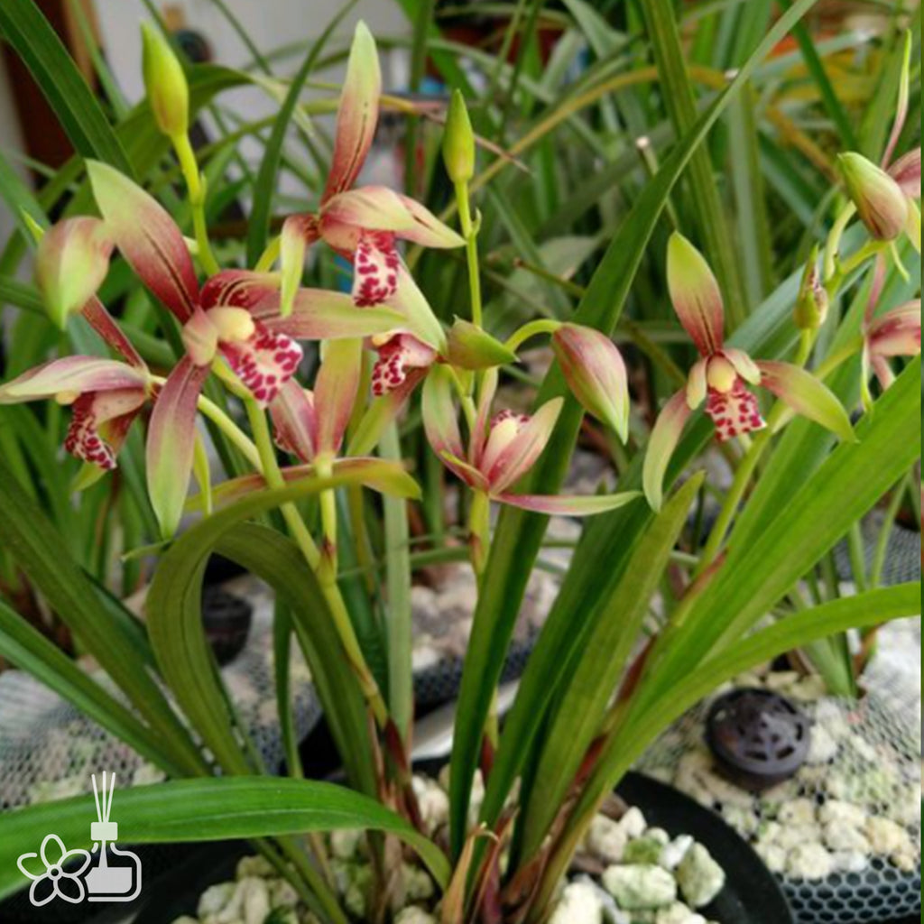 [Bare-root]Cym. ensifolium “YI-HONG-SHUANG-JIAO” 逸紅雙嬌[Oct Preorder ...