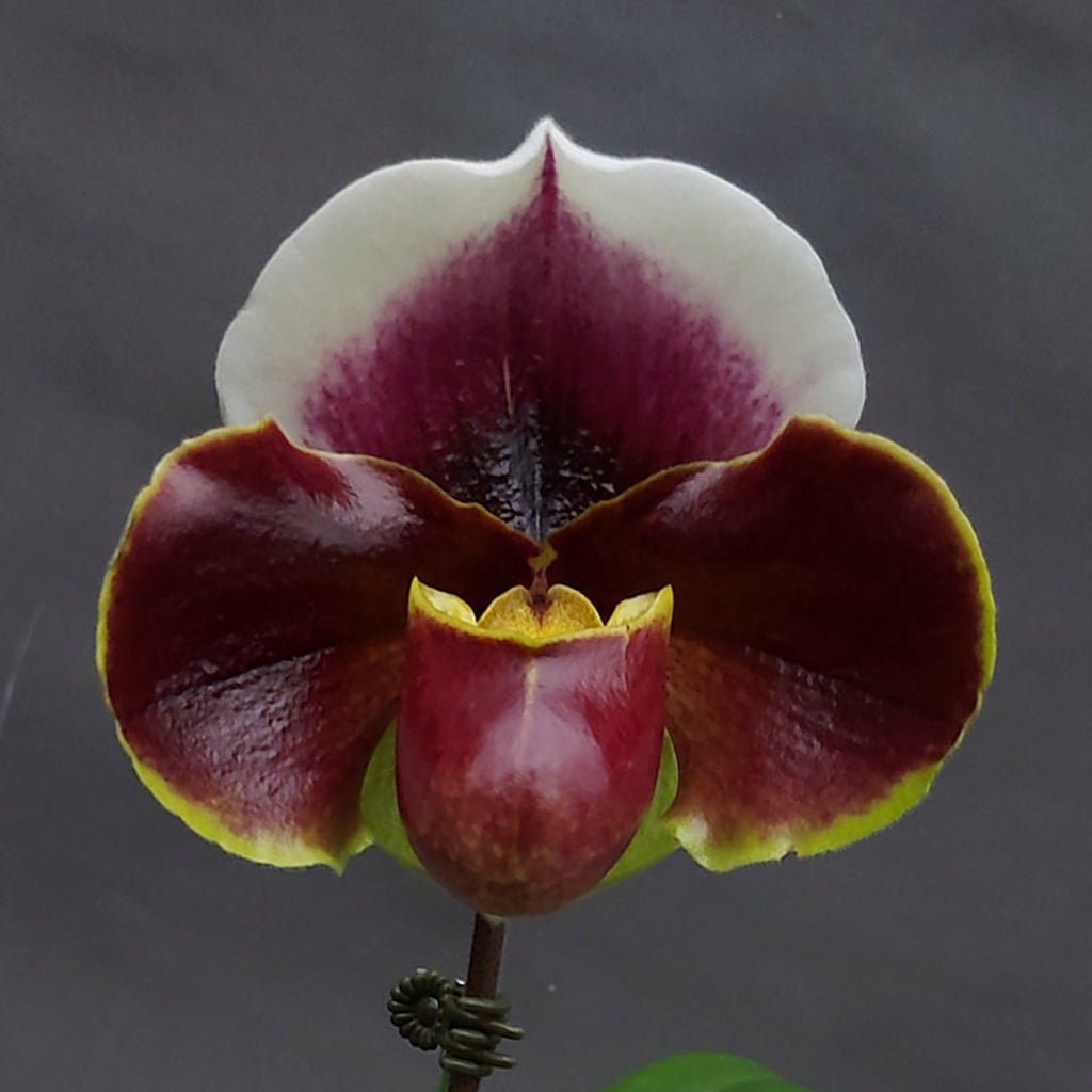 Paph. Red Meatloaf 紅肉餅 – Orchidmart