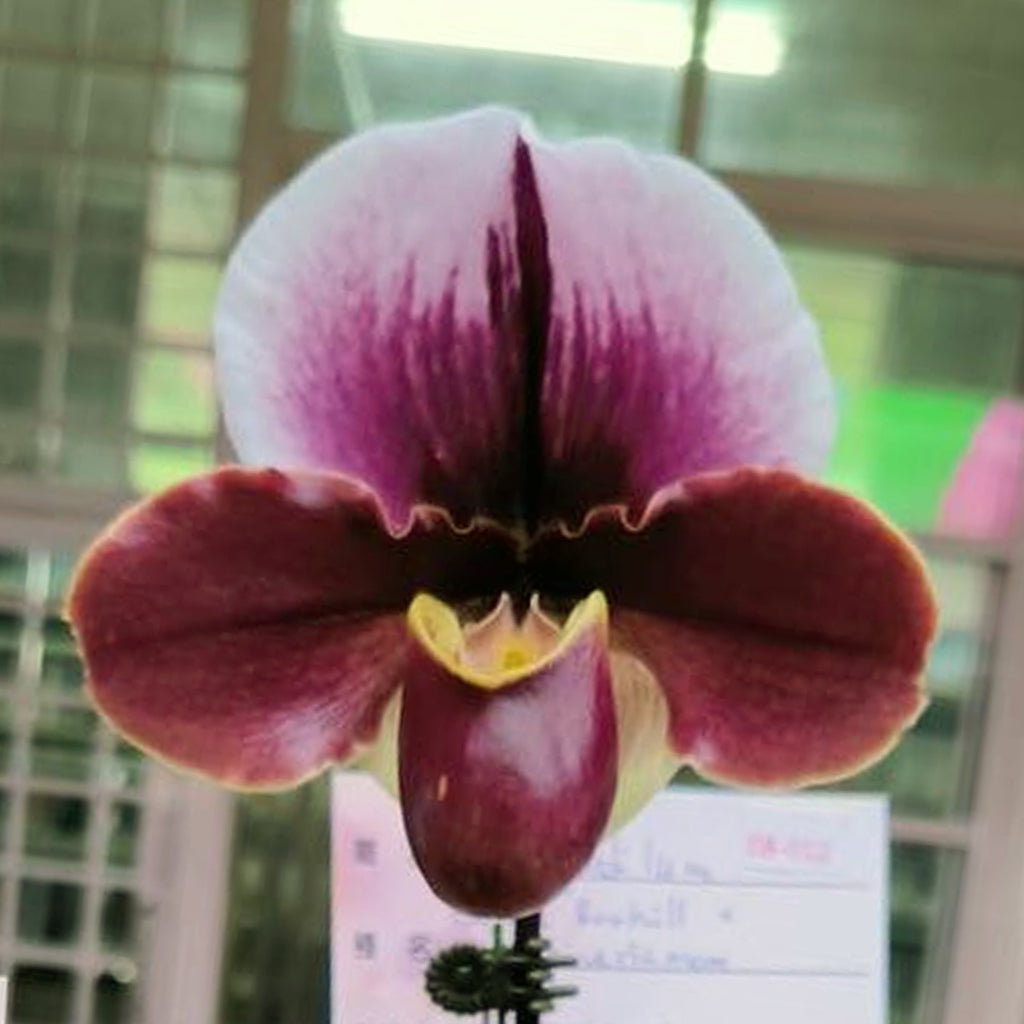 Paph. Red Spicerianum Meatloaf 紅蛙餅 – Orchidmart