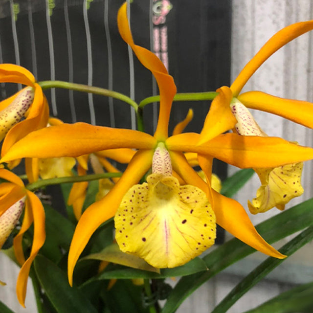 Bc. Golden Glory 'Apollo' SM/TOGA 阿波羅 – Orchidmart