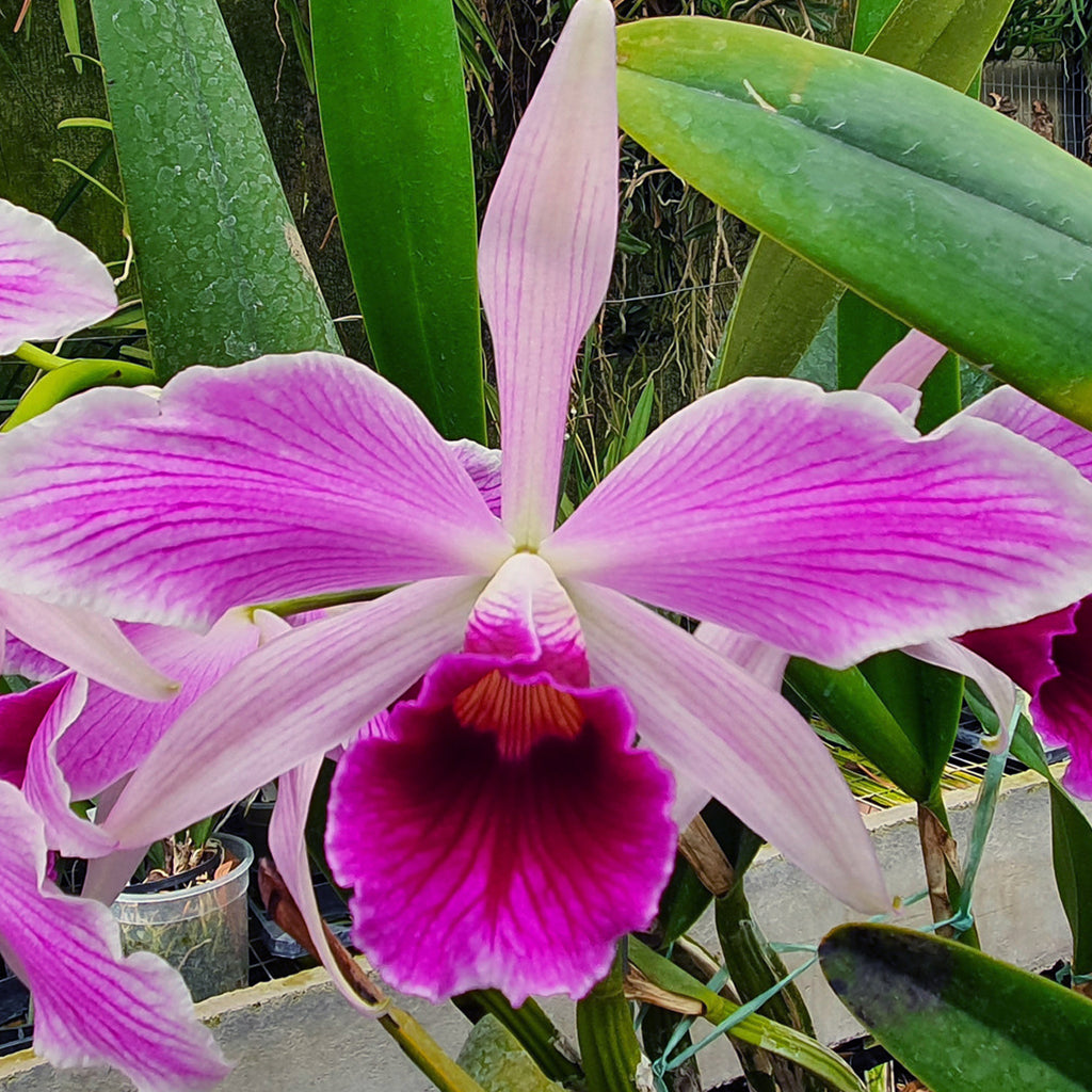 C.(L.) purpurata var. striata × sib 巴布拉塔紅線條兄弟交 – Orchidmart