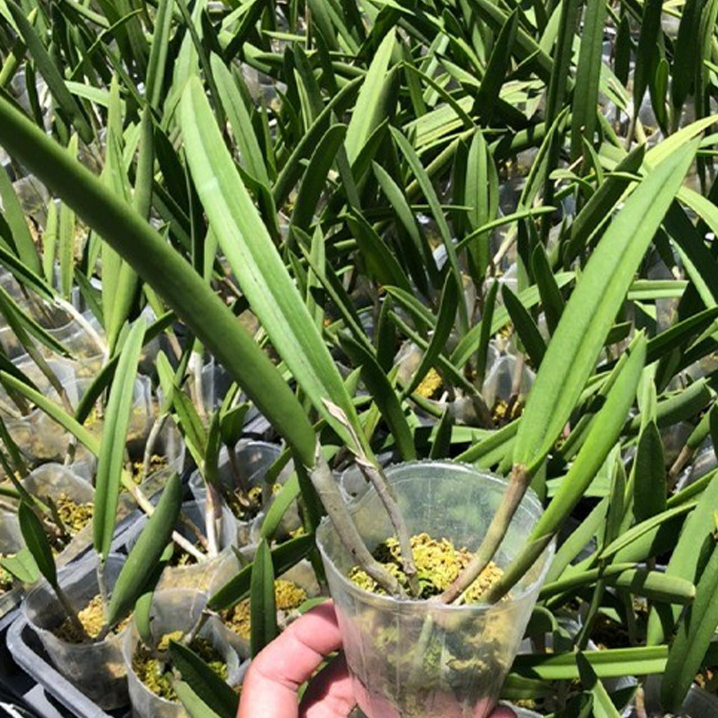 Bc. Yellow Bird 'Tigertail' AM/AOS 卡特蘭黃鳥 '虎尾' – Orchidmart