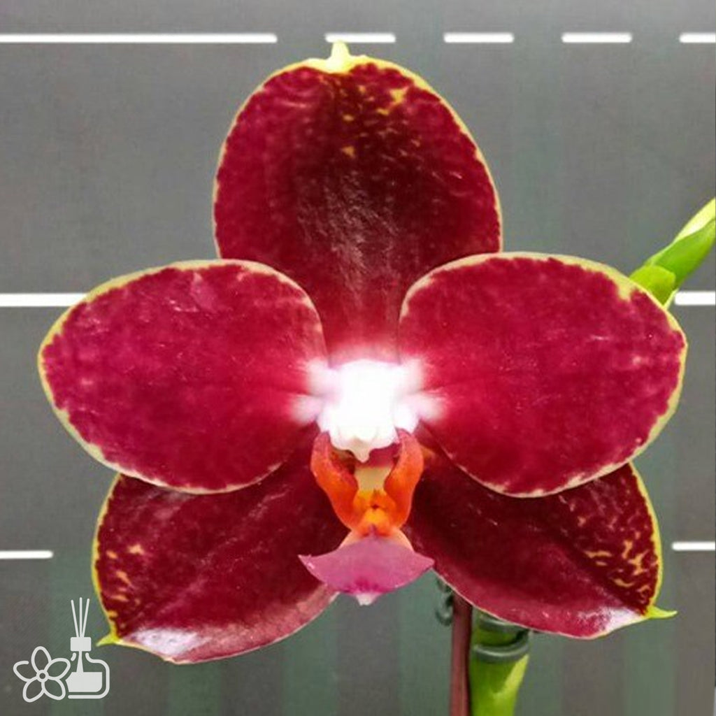 Phal. AL Sun Hannover 'Red' 紅太陽 – Orchidmart