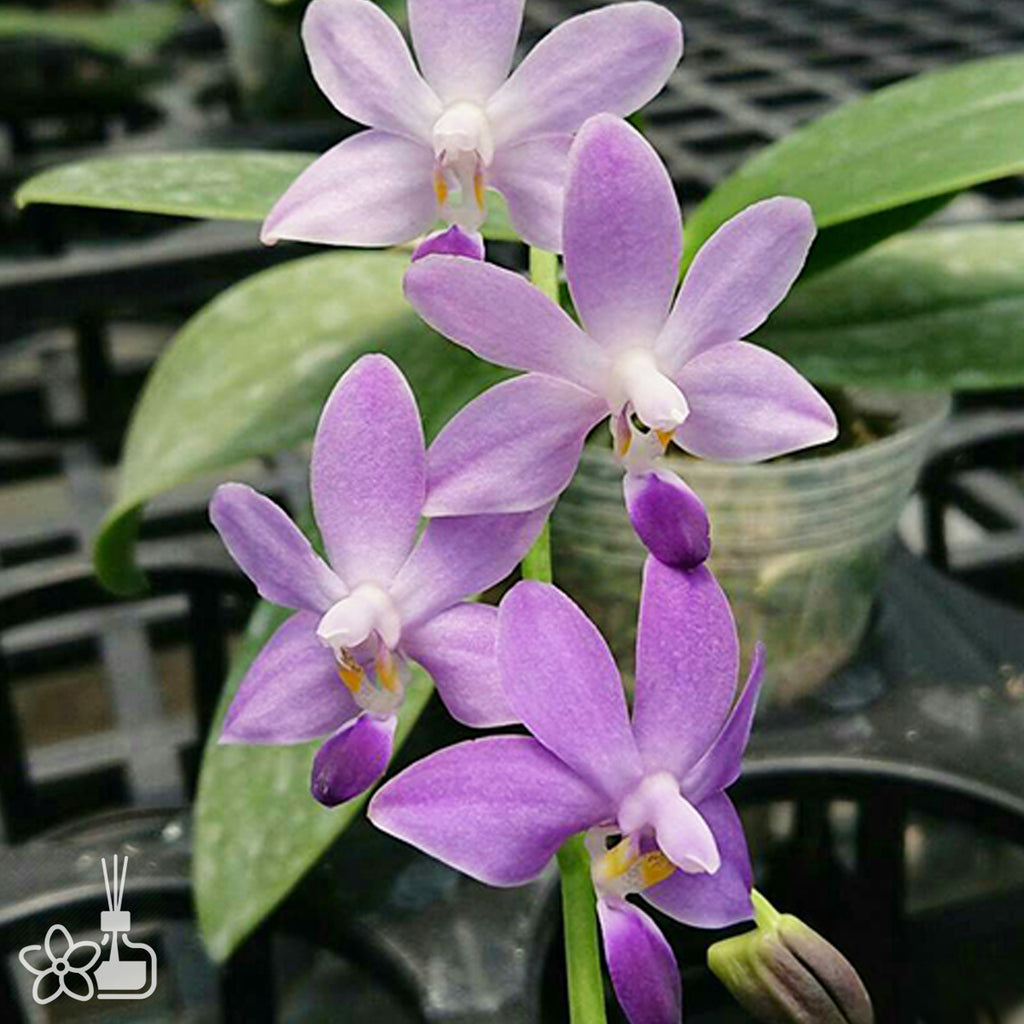 Phal. Purple Martin var. blue 馬汀 – Orchidmart