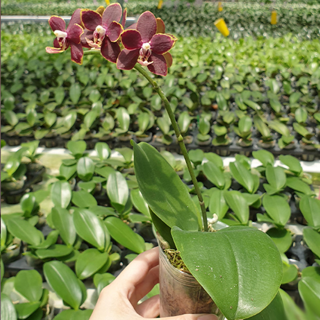 Phal. Chiada Stacy '607' 夜貓 '607' – Orchidmart