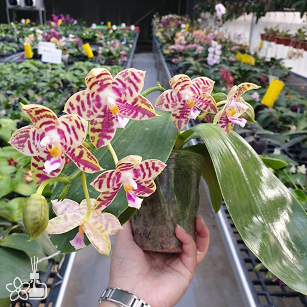 Phal. Lyndon Mix Zebra '708' 林登斑馬 '708' – Orchidmart