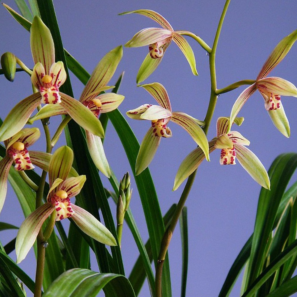 Cymbidium Ensifolium "Xiao-Tao-Hong" 小桃红 – Orchidmart