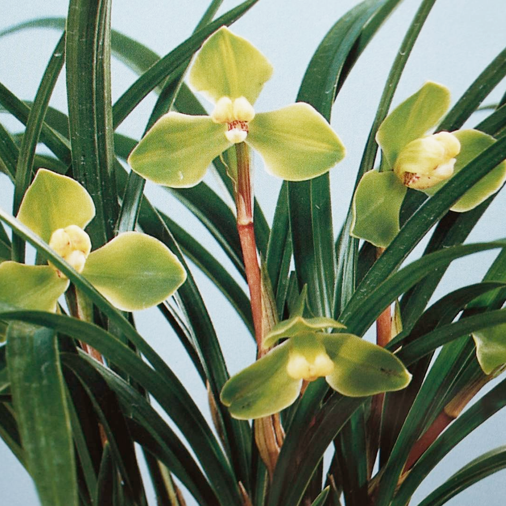 [Bare-root]Cym. goeringii Cui-Tao 春蘭翠桃 – Orchidmart