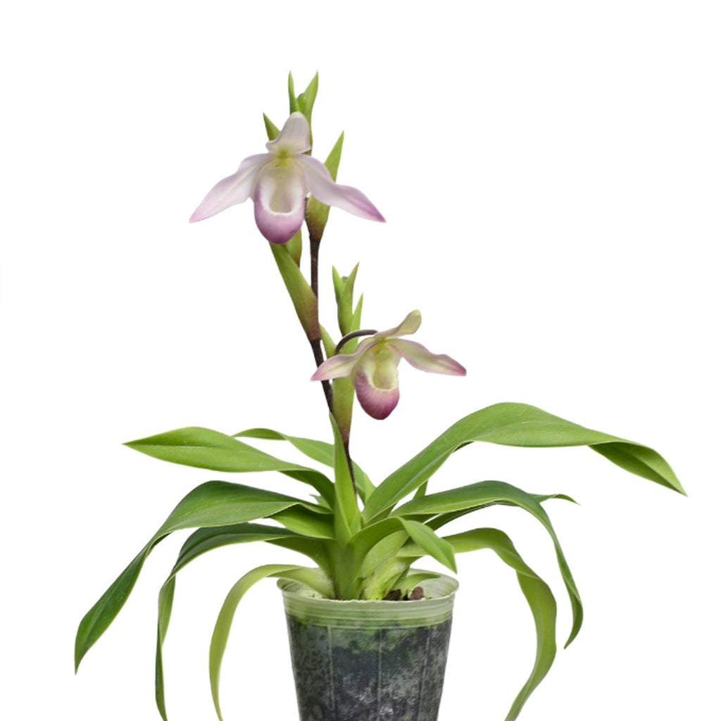 Phrag Professor Braem 教授勃拉姆 – Orchidmart