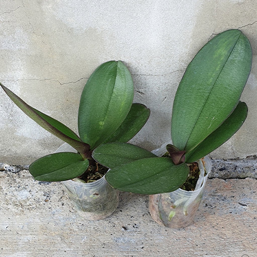 [Bare-root] Phal. Hsinying Little Knight 'Voodoo' 巫毒娃娃 [March Preorder ...