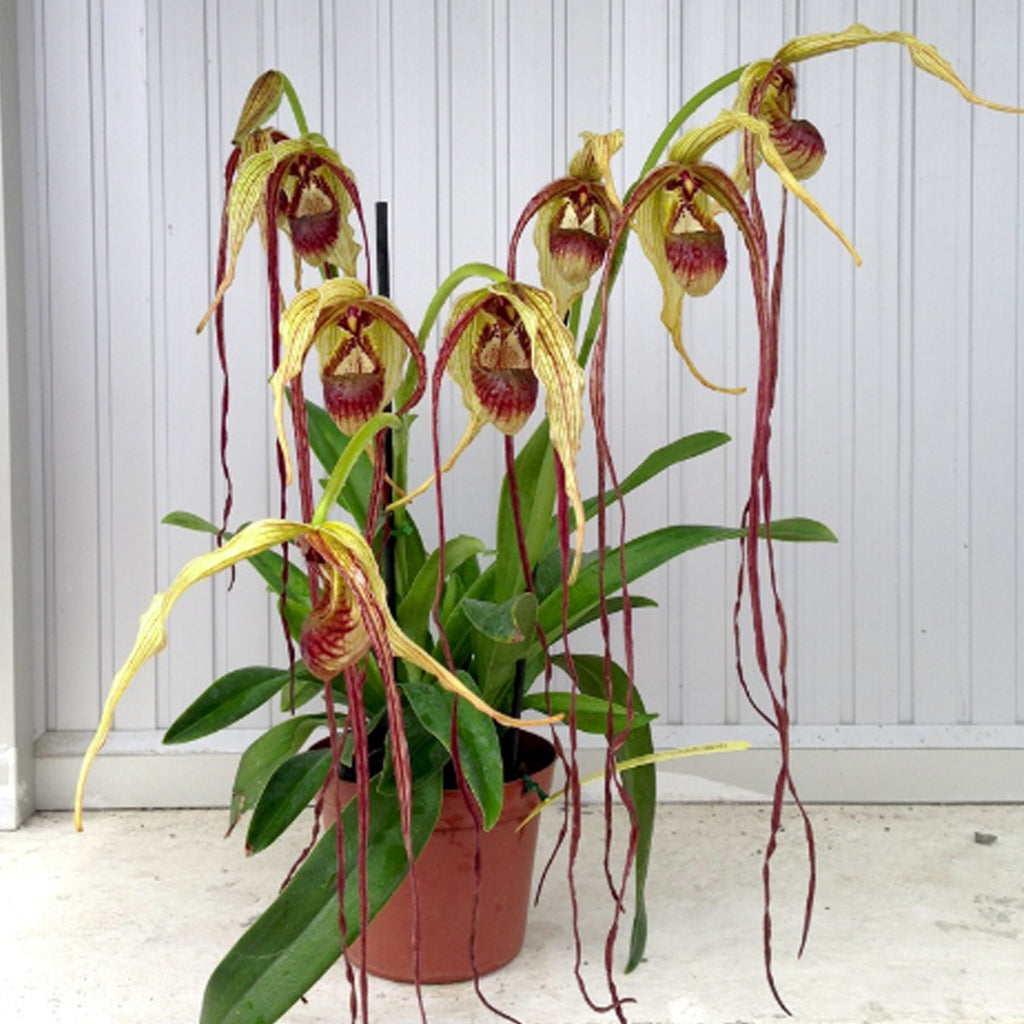 Phrag humboldtii 'Fortuna' 洪堡 – Orchidmart